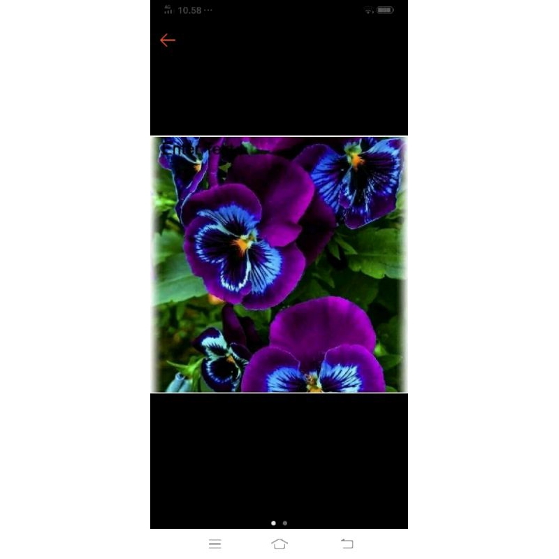 Jual anggrek dendrobium black purple | Shopee Indonesia