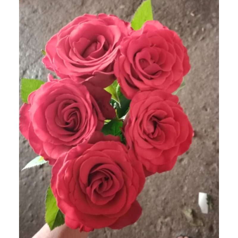 Jual bunga potong mawar segar/merah/kuning/biru/oranye./5 tangkai ...