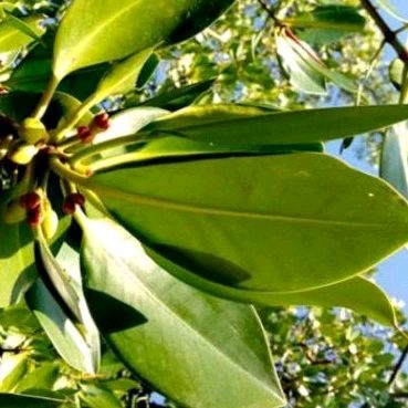 Jual Daun pedada mangrove fresh | Shopee Indonesia