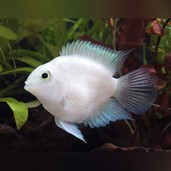 Jual White/Platinum Polar Parrot Cichlid - Ikan Hias Aquarium KHUSUS ...