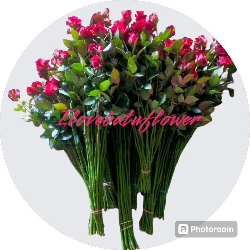 Jual Bunga Mawar Segar Potong Warna Merah Harga Per Tangkai ( Gread A ...