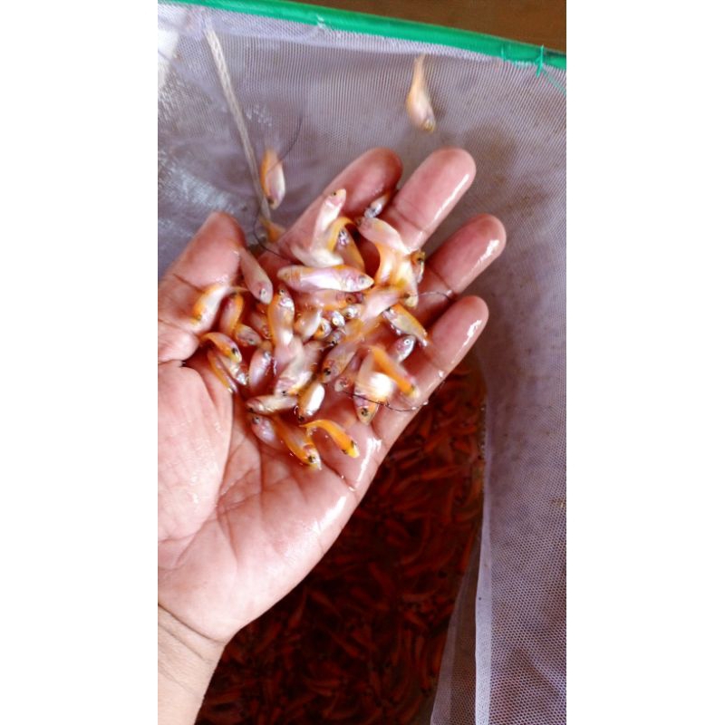 Jual Bibit/benih ikan nila merah pengambilan perpaket khusus wilayah ...