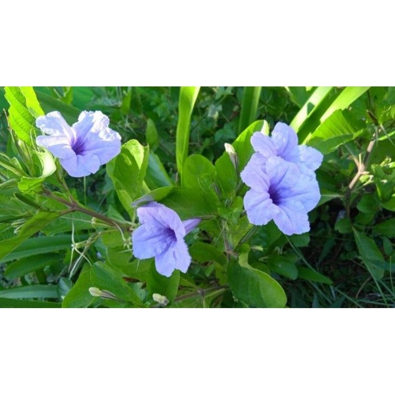 Jual tanaman KENCANA UNGU (Ruellia tuberosa L.) | Shopee Indonesia