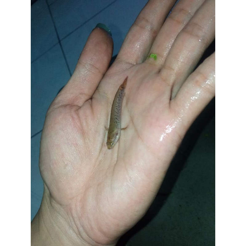 Jual BP 6cm per 10e channa blue pulcrha ombyokan ecer garansi doyan ...