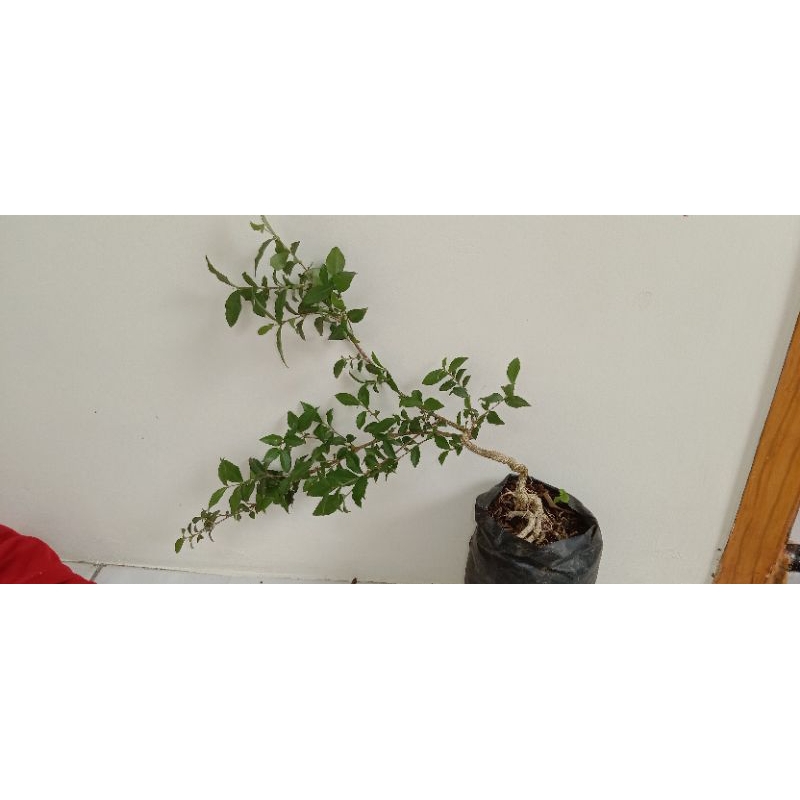 Jual Bahan bonsai sakura micro | Shopee Indonesia