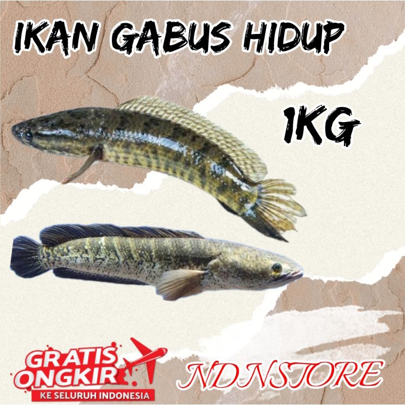 Jual ikan gabus 1kg ikan gabus hidup 1 kg | Shopee Indonesia