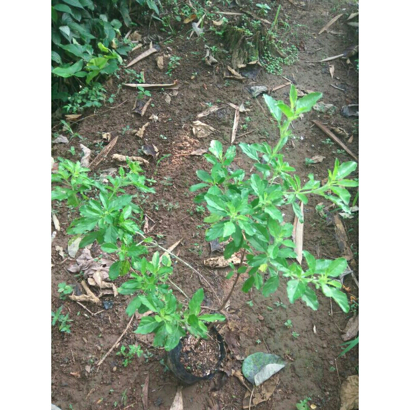 Jual Bibit Tanaman Ruku Ruku pohon Daun Ruku Ruku rimbun | Shopee Indonesia