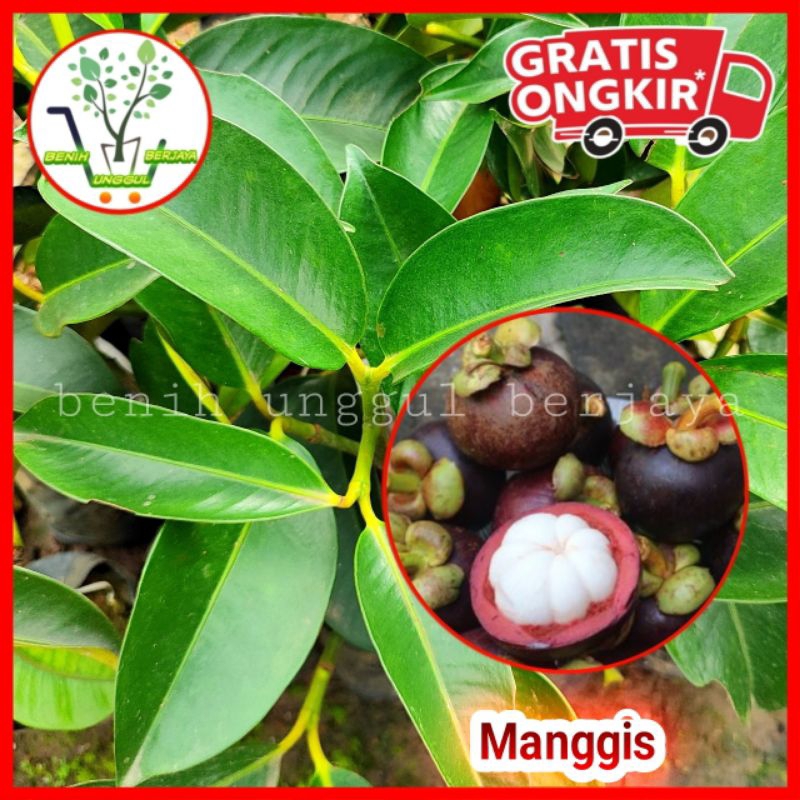 Jual Bibit Manggis | Shopee Indonesia