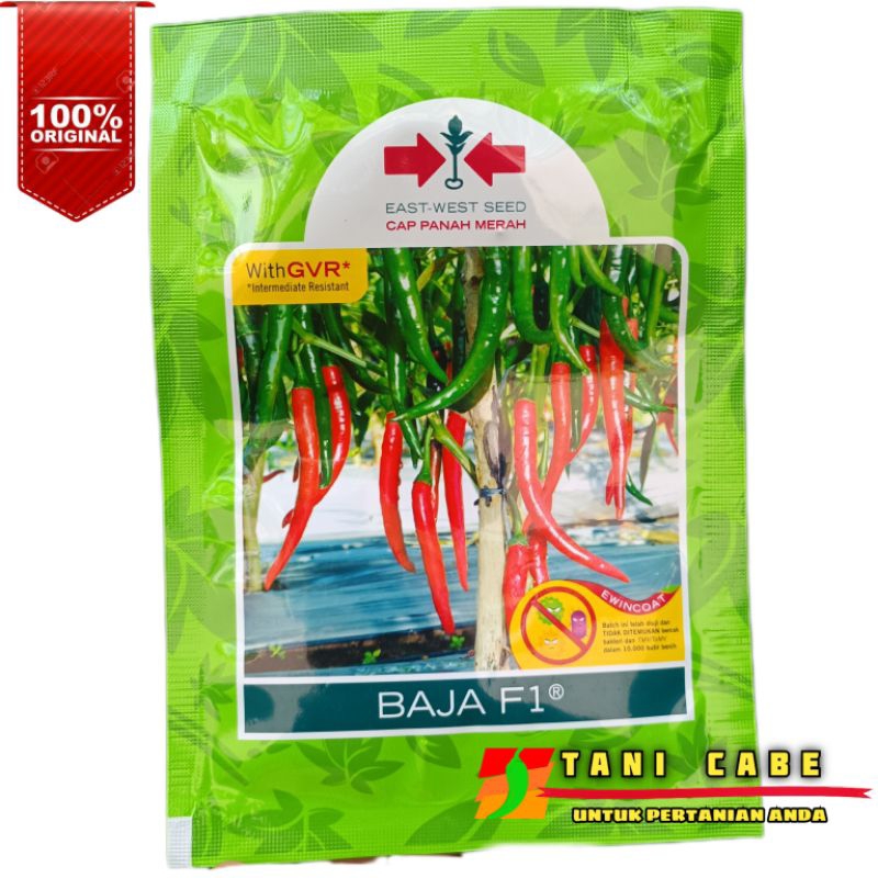 Jual CABAI MERAH BESAR BAJA F1 ISI 1500 BUTIR ORIGINAL | Shopee Indonesia