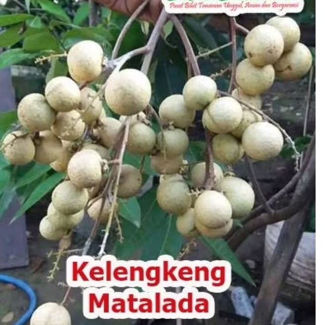 Jual pohon kelengkeng MATALADA Berbunga (3kgg) | Shopee Indonesia