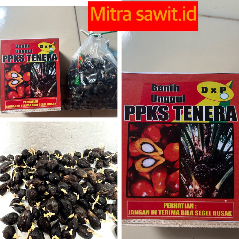 Jual BENIH SAWIT UNGGUL DXP PPKS TENERA ISI 250 dan 150 butir 2kotak ...