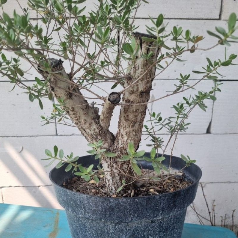 Jual Bahan Bonsai Santigi Karang Medium | Shopee Indonesia