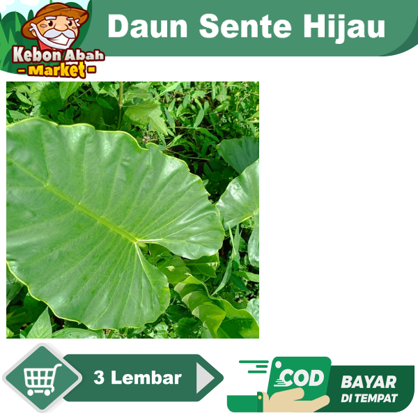 Jual Daun Sente 3 Lembar Untuk Pakan Ikan Gurame Nila | Shopee Indonesia