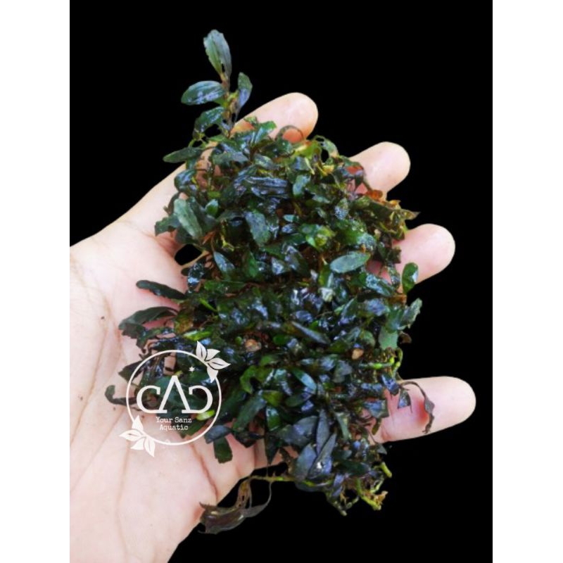 Jual Bucephalandra Black Centipede | Shopee Indonesia