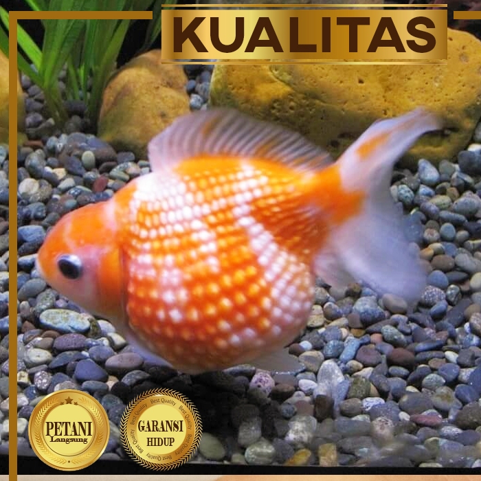 Jual Mas Koki Mutiara Tikus Ikan Hias Aquascape Hiasan Aquarium Tanaman ...