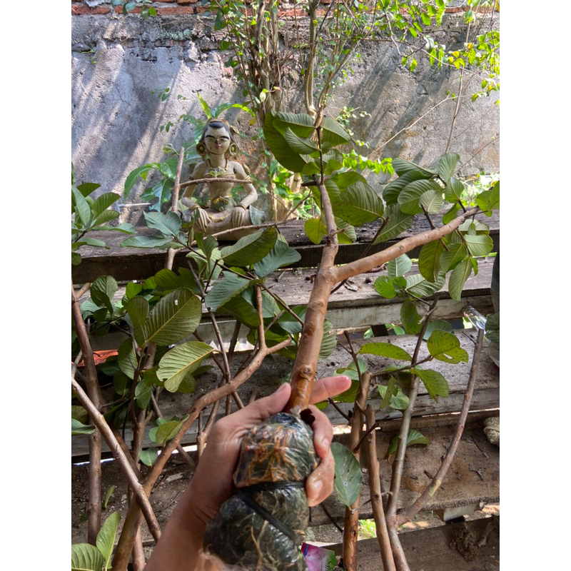 Jual fc jambu hongpause ( red diamond ) | Shopee Indonesia