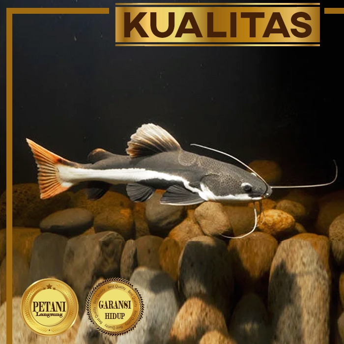 Jual Red Tail Catfish (RTC) Ikan Hias Predator Hiasan Aquarium ...