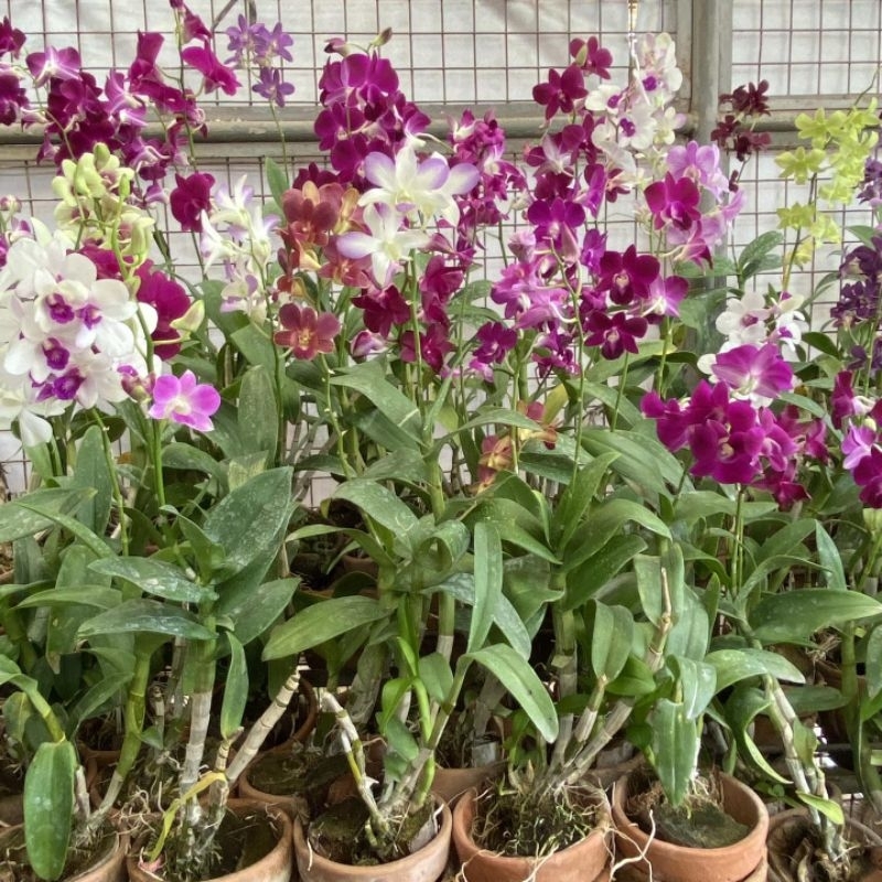 Jual ( PROMO ) ANGGREK DENDROBIUM REMAJA SIAP BUNGA SPIKE - KNOP ...