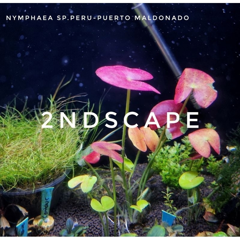 Jual nymphaea sp. peru -puerto maldonado RARE Aquascape Plant | Shopee ...