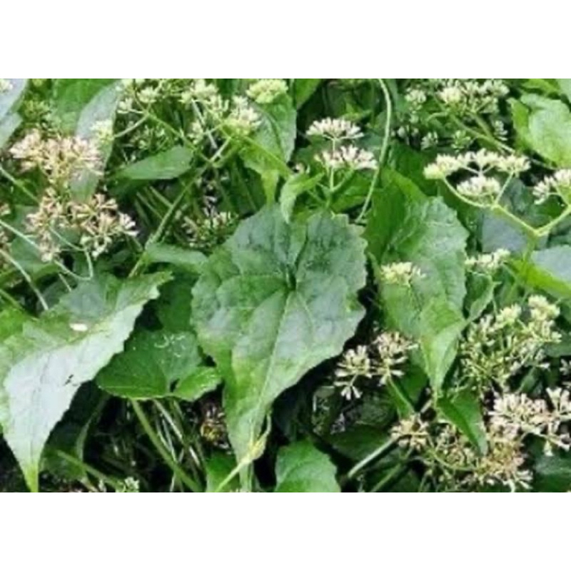 Jual Daun sembung rambat segar 1 kg petik langsung | Shopee Indonesia