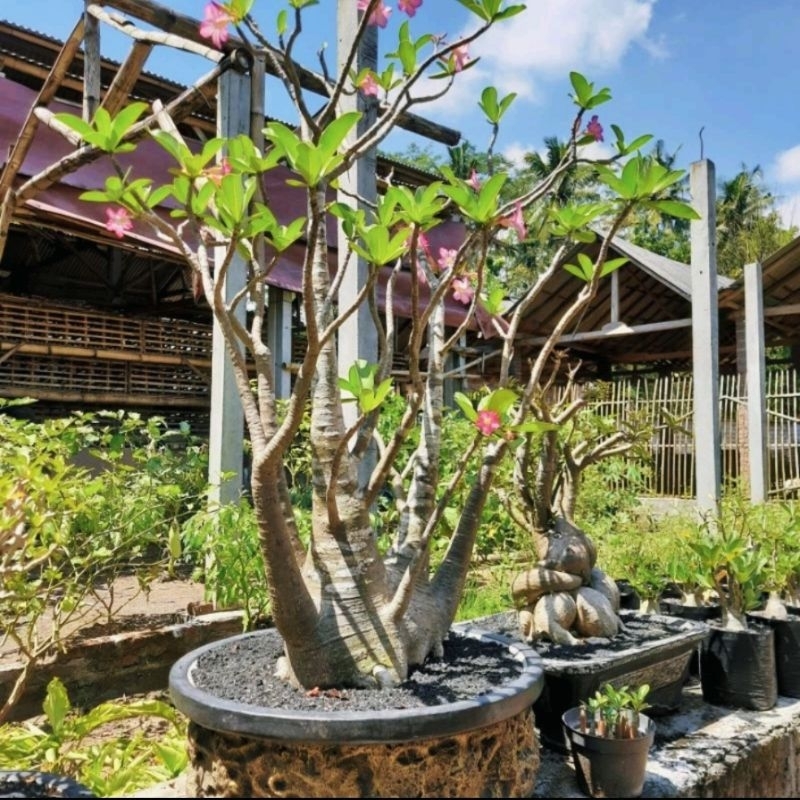 Jual Adenium Arabicum Yaman ORIGINAL Langka| Bonsai Taman | Tinggi ...