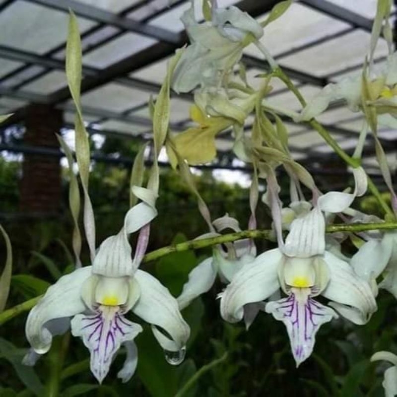 Jual Dendrobium Samarai | Shopee Indonesia