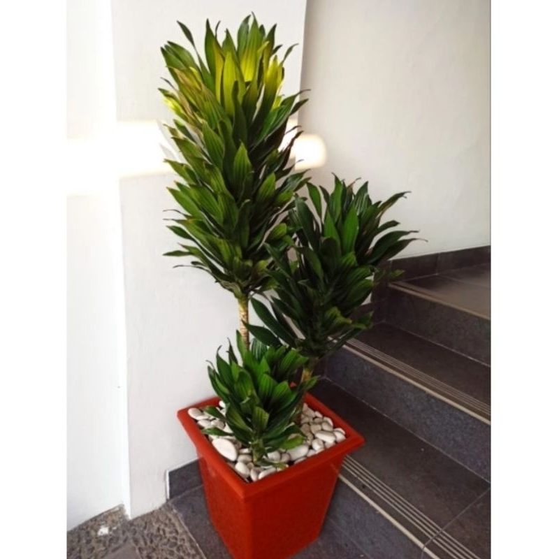 Jual hanjuang compacta isi 3 pohon ,tinggi 80-100 cm, tanaman hias ...