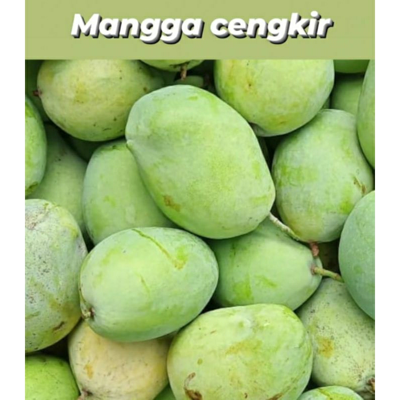 Jual Mangga Cengkir 1kg | Shopee Indonesia