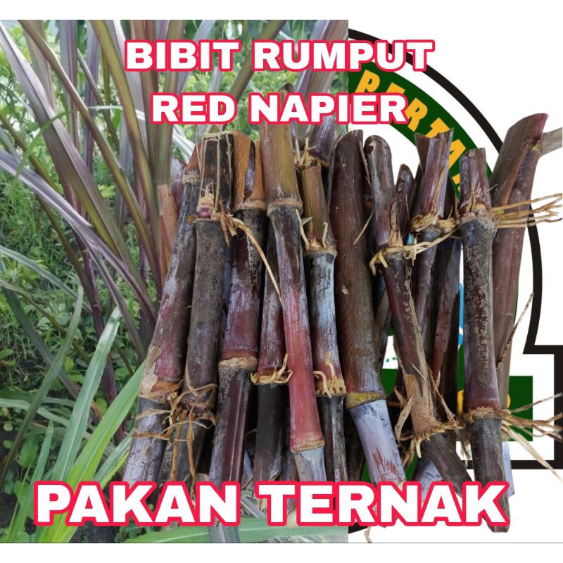 Jual BIBIT RUMPUT RED NAPIER PAKAN TERNAK 1 KG | Shopee Indonesia