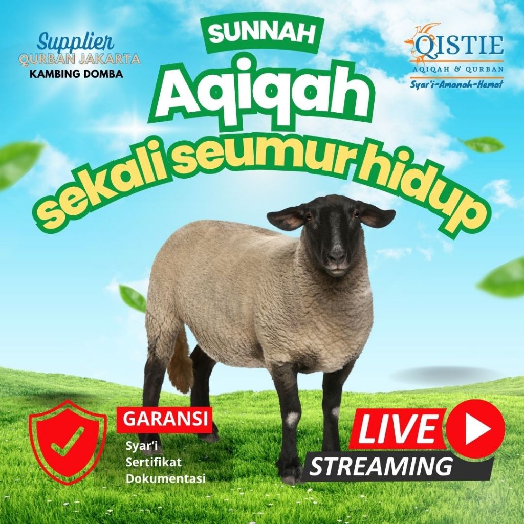 Jual Kambing Domba Qurban Aqiqah Nadzar Sunnah Kurban 2025 | Shopee Indonesia