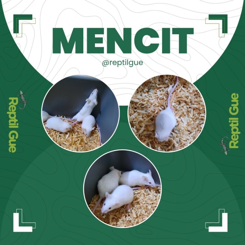 Jual Tikus Putih - Mencit (Medium) | Shopee Indonesia