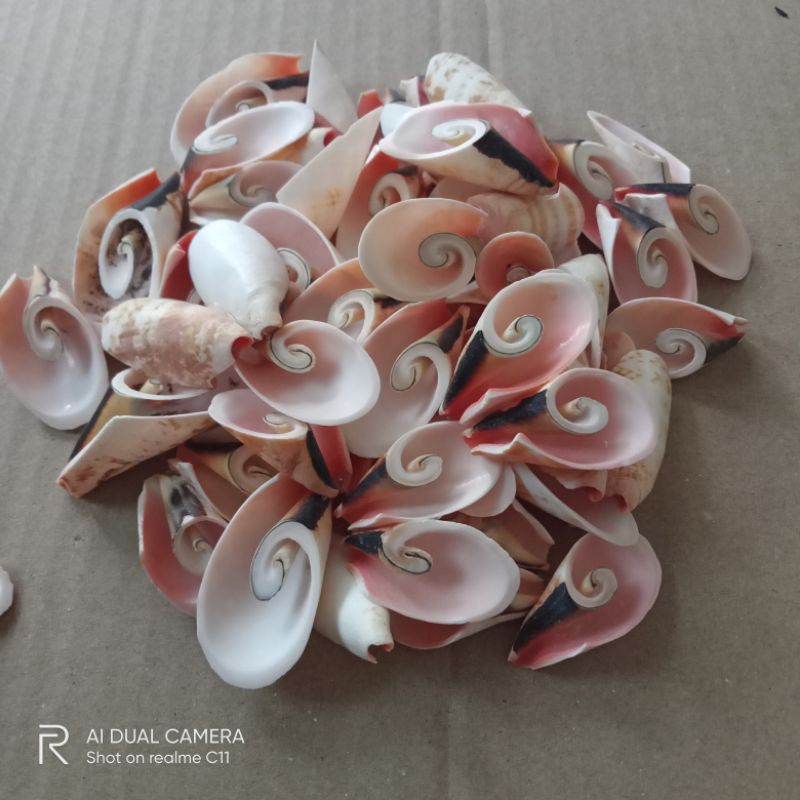 Jual Cangkang kerang bentuk moncong | Shopee Indonesia