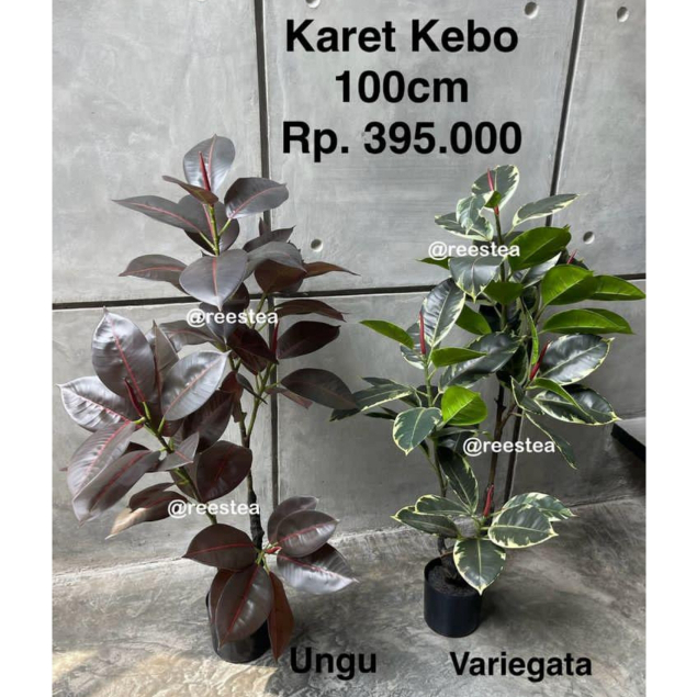 Jual Pohon Karet Kebo Tinggi 100cm / Pohon hias palsu / Artificial ...