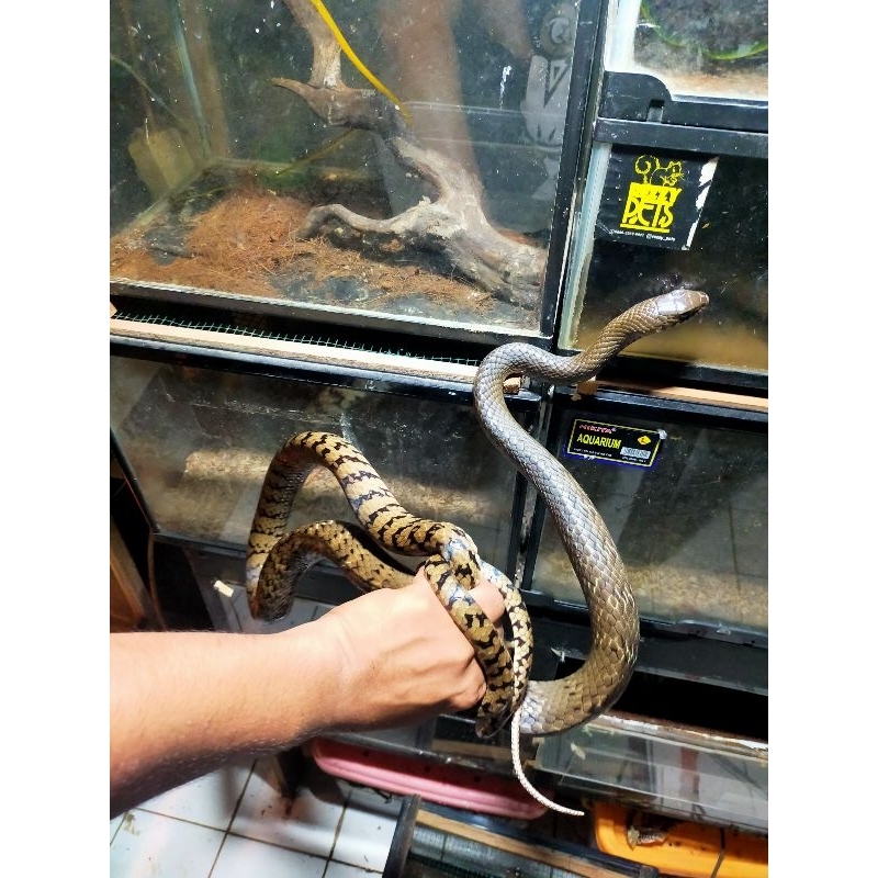 Jual ular jali (pytas mucosus) kurir ojek online | Shopee Indonesia