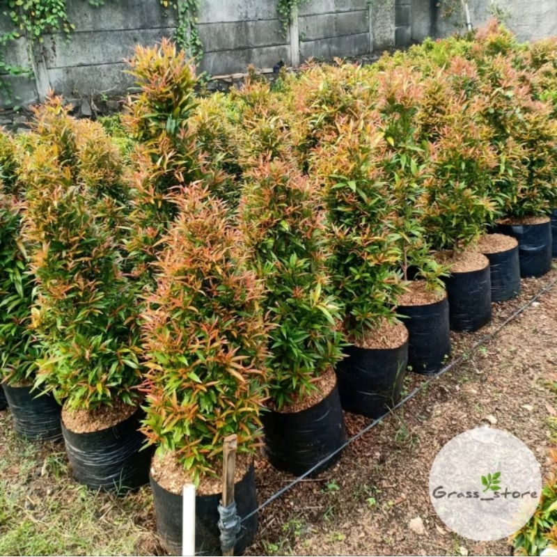 Jual TANAMAN HIAS PUCUK MERAH TINGGI 1 METER - POHON PUCUK MERAH 1 ...