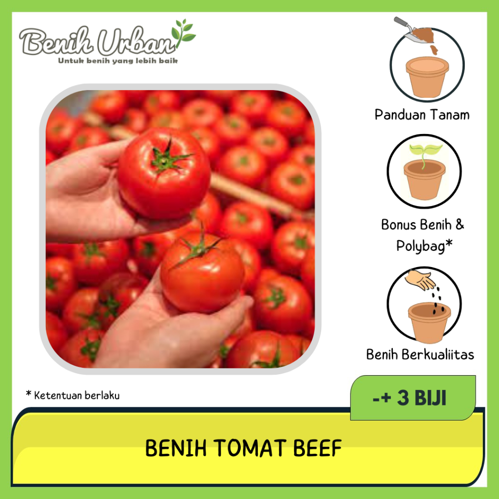 Jual Biji Tomat Raksasa (Big Beef Hybrid Tomato) | Shopee Indonesia