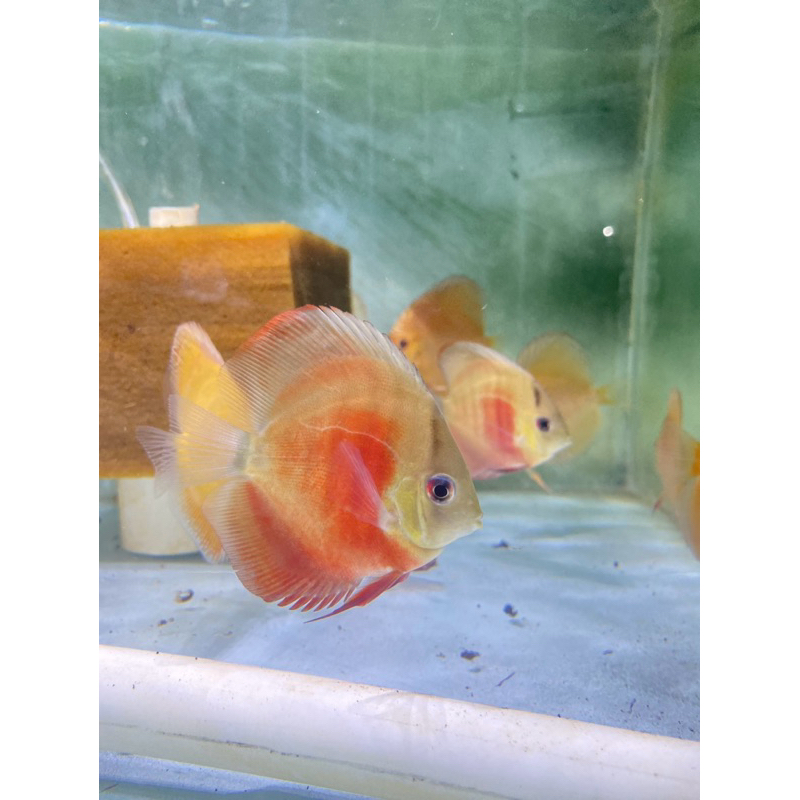 Jual ikan discus sun merah | Shopee Indonesia