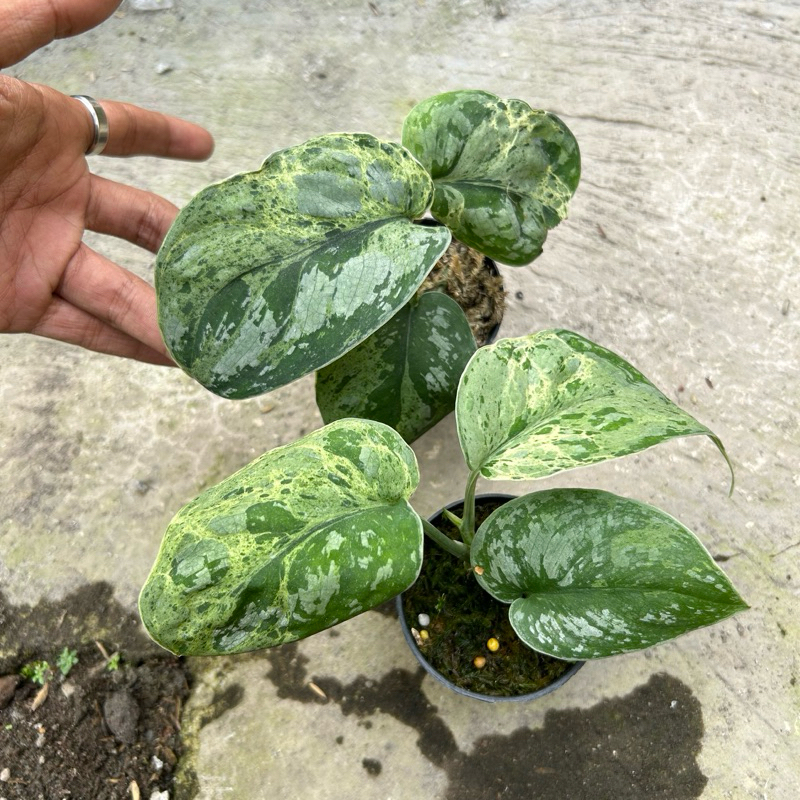 Jual Scindapsus Exotica Mint Variegata Mejile | Shopee Indonesia