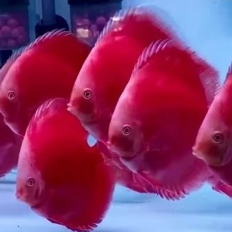 Jual Ikan Discus Red Valentine / RV 4,5" | Shopee Indonesia