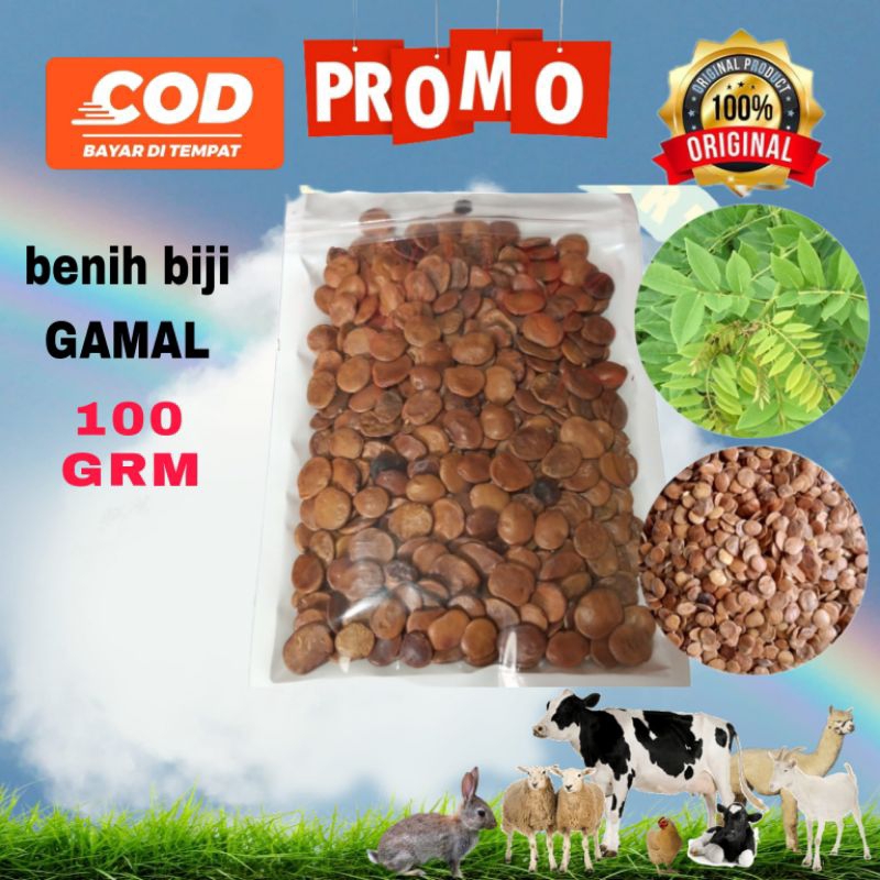Jual benih biji bibit gamal 100 gr benih biji gamal pakan ternak 100 gr ...