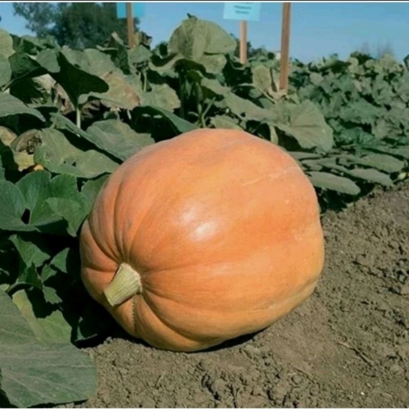 Jual 10 butir benih tanaman labu jumbo.raksasa | Shopee Indonesia