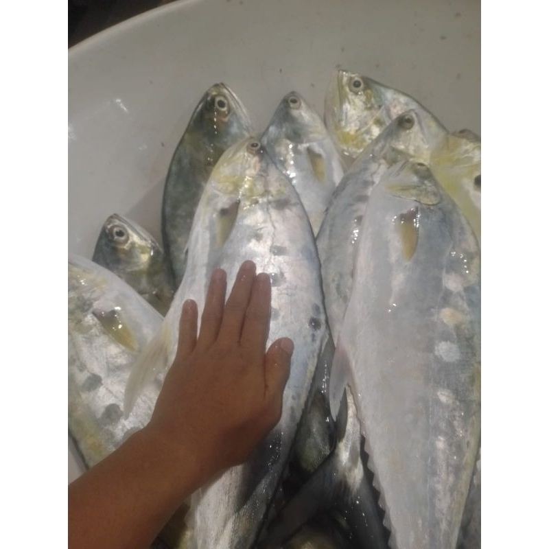 Jual ikan talang talang ikan air laut 1.kg bergaransi | Shopee Indonesia