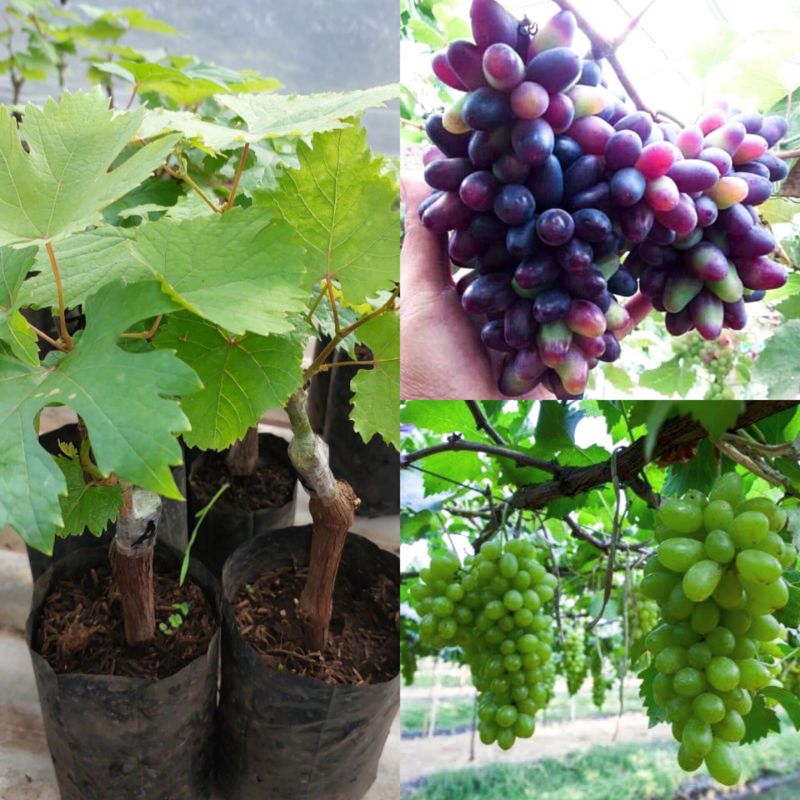 Jual BIBIT ANGGUR IMPORT SIAP TANAM COD | Shopee Indonesia