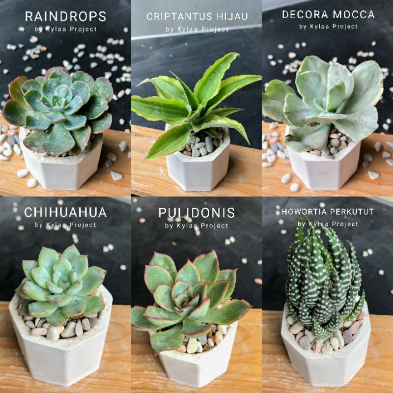 Jual 20+ Sukulen | Paket Sukulen (Pot semen, Sukulen, Batu hias) | Mini ...