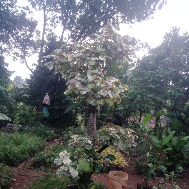Jual pohon waru varigata besar | Shopee Indonesia