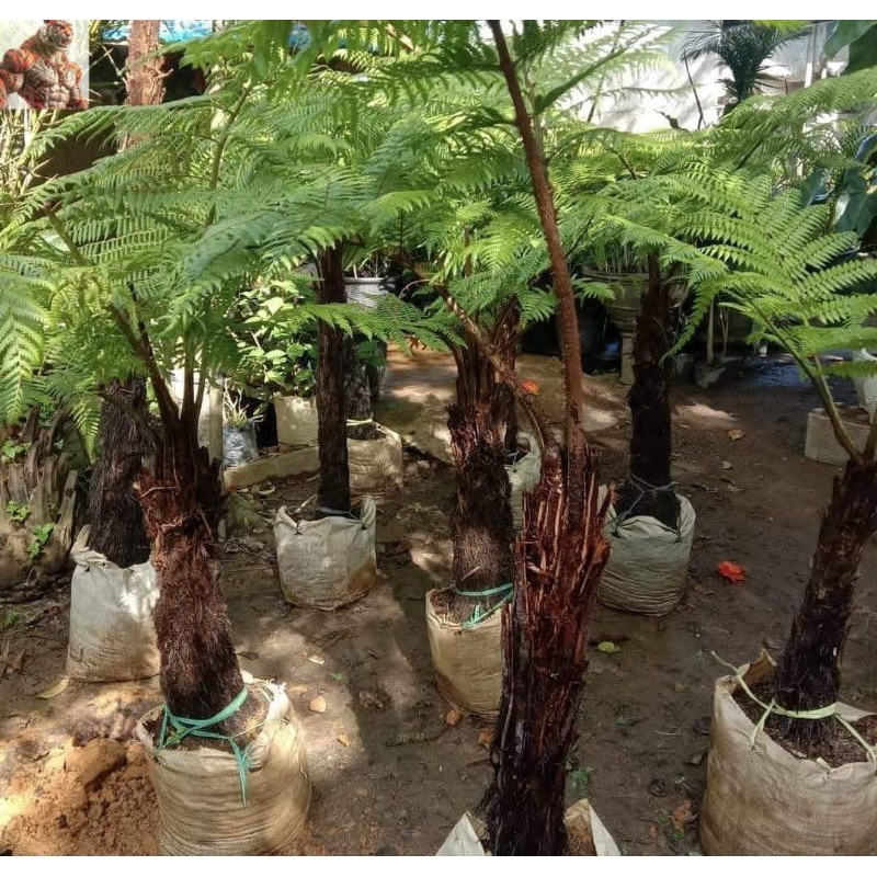 Jual Pakis monyet jumbo paku anam Bibit Tanam hias | Shopee Indonesia