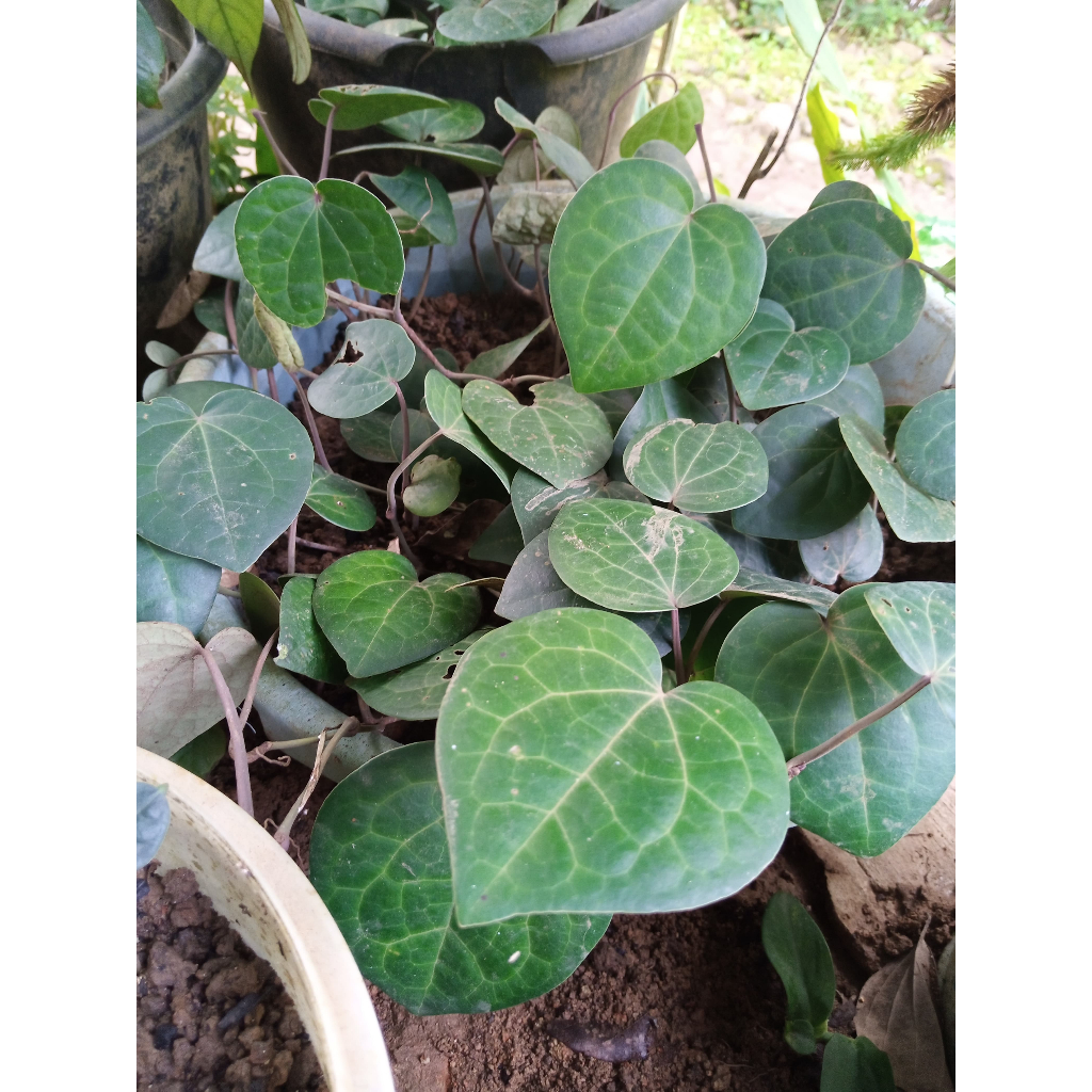 Jual BBibit Kemukus Stek Batang / Bibit Stek Rinu / Lada Jawa | Shopee ...