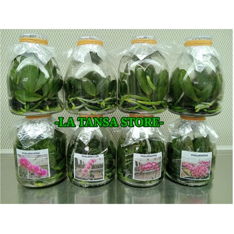 Jual Bibit Botol Anggrek Bulan / Phalaenopsis | Shopee Indonesia