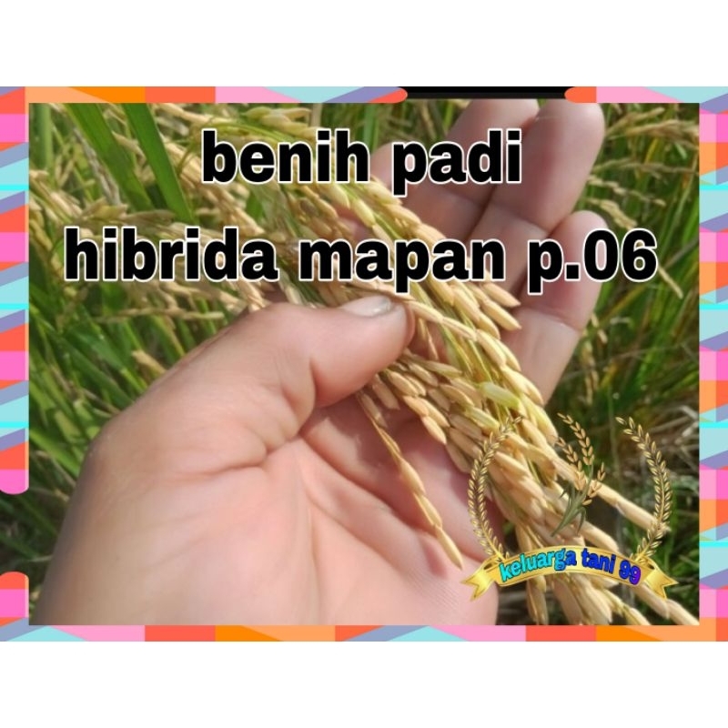 Jual BENIH PADI SUPER UNGGUL MAPAN P.06 ORIGINAL 1KG | Shopee Indonesia