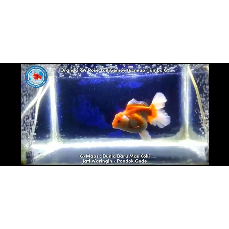 Jual Ikan Mas Koki Oranda RW Rose Tail Gemoy 16cm up (Jumbo) | Shopee ...
